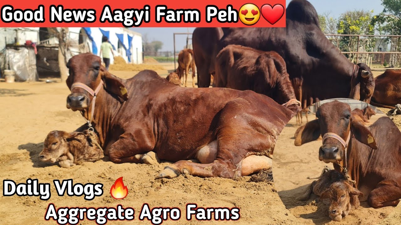 Good News Aagyi Farm Peh😍 ️ | Daily vlogs | Aggregate Agro Farms | Our ...