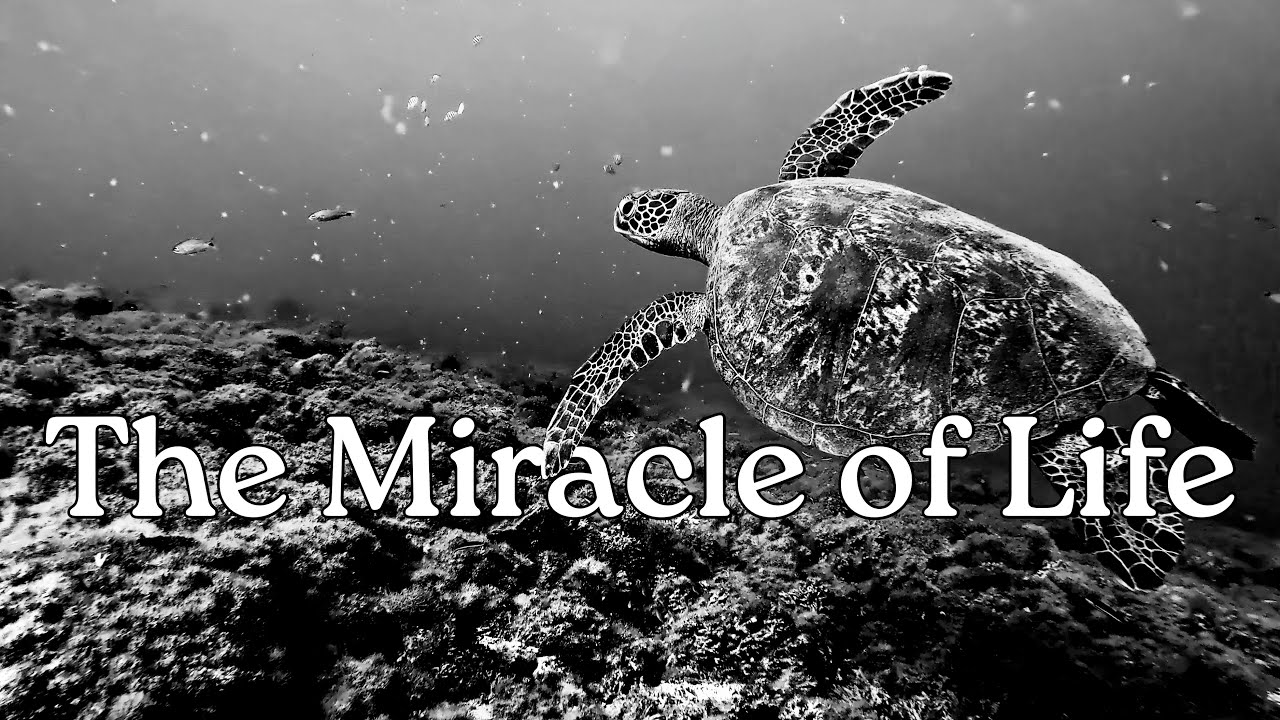 The miracle of life - A sea turtle’s story of survival and hope - YouTube