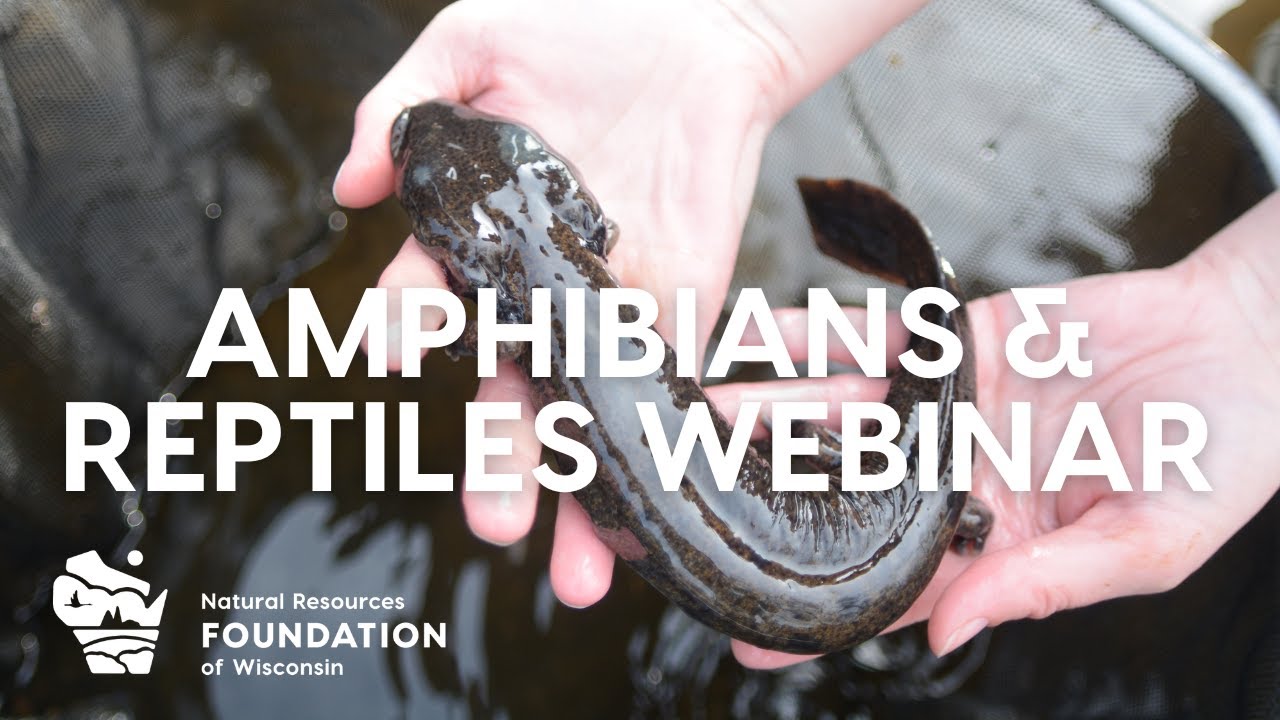 WEBINAR: Wisconsin’s amphibians and reptiles need love, too! ️ - YouTube