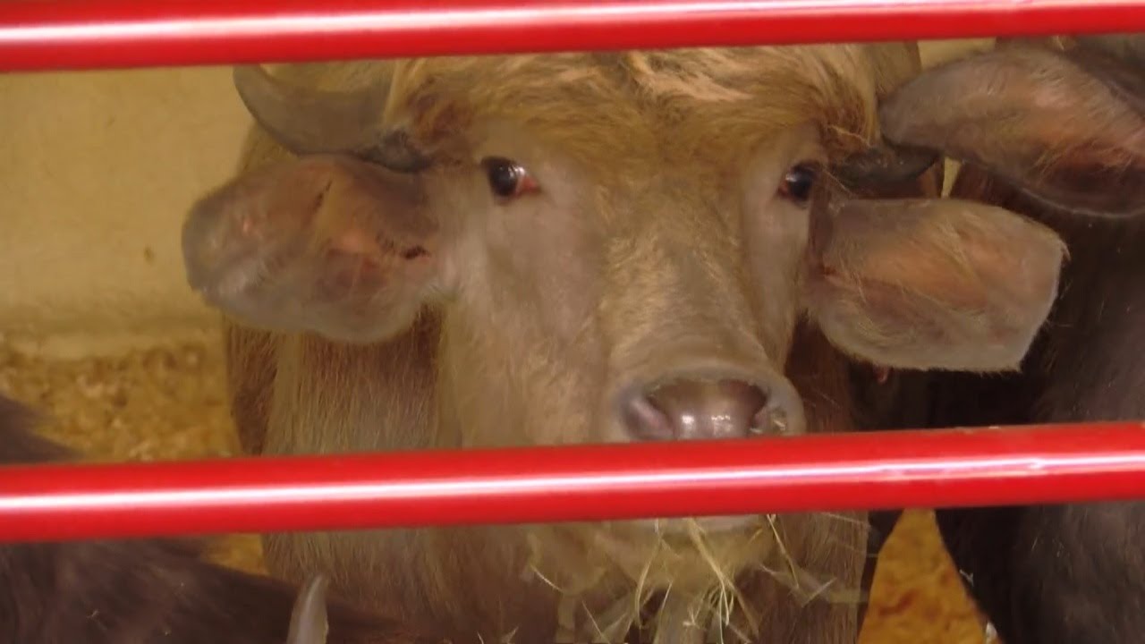 Phill the Water Buffalo settling in at his new home, the Iowa Farm ...
