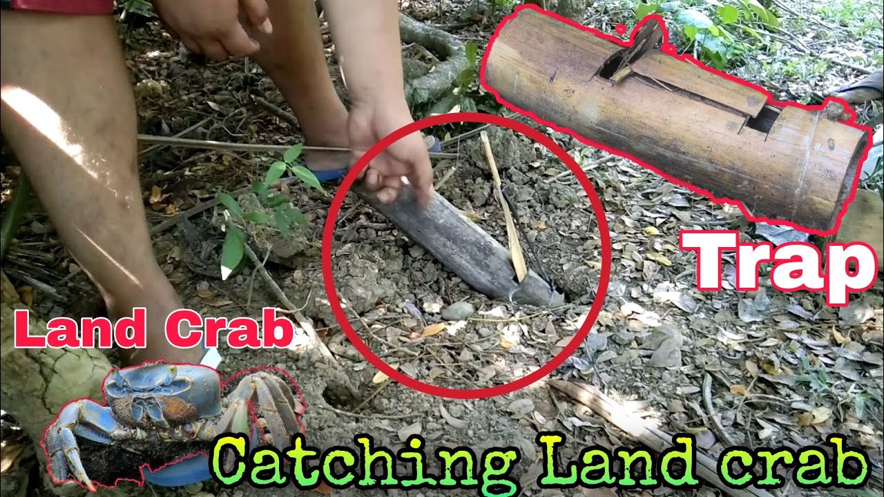 LAND CRAB CATCHING USING BAMBOO TRAP | KUNGO O KURAY | Catch 'n Cook ...