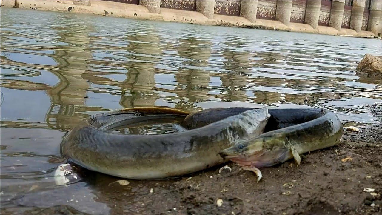 Hyderabad village fishing,big baam fish catching in manjera dam. - YouTube
