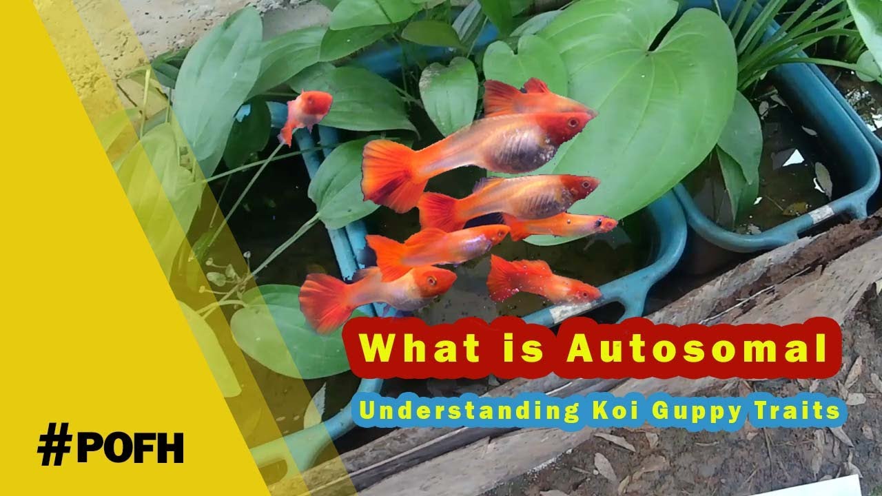 4 Basic Guppy Breeding - What is Autosomal Traits - YouTube