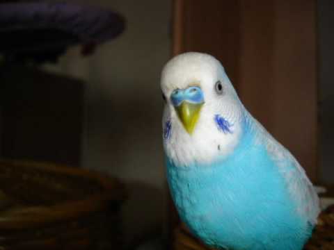 der bubi vogel - YouTube