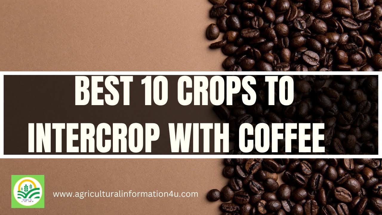 Coffee Intercropping: Best 10 Crops to Intercrop with Coffee - YouTube