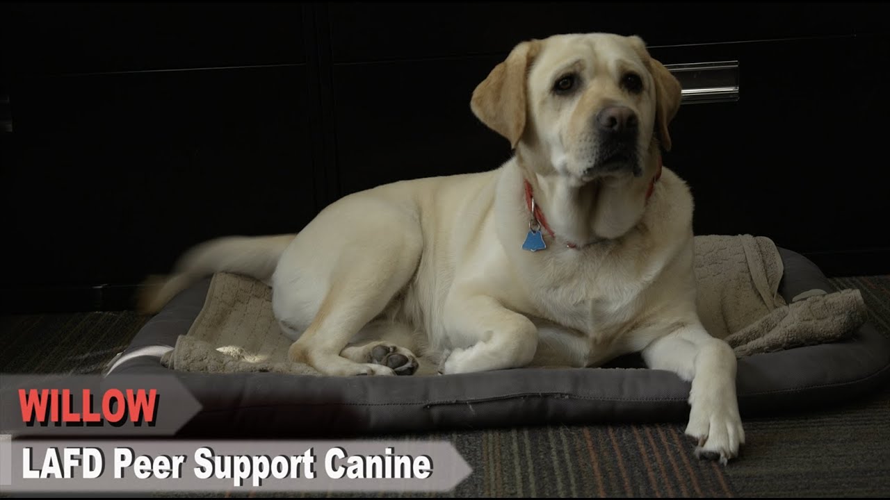 LAFD and Willow the peer support dog, combat PTSD and extreme levels of ...