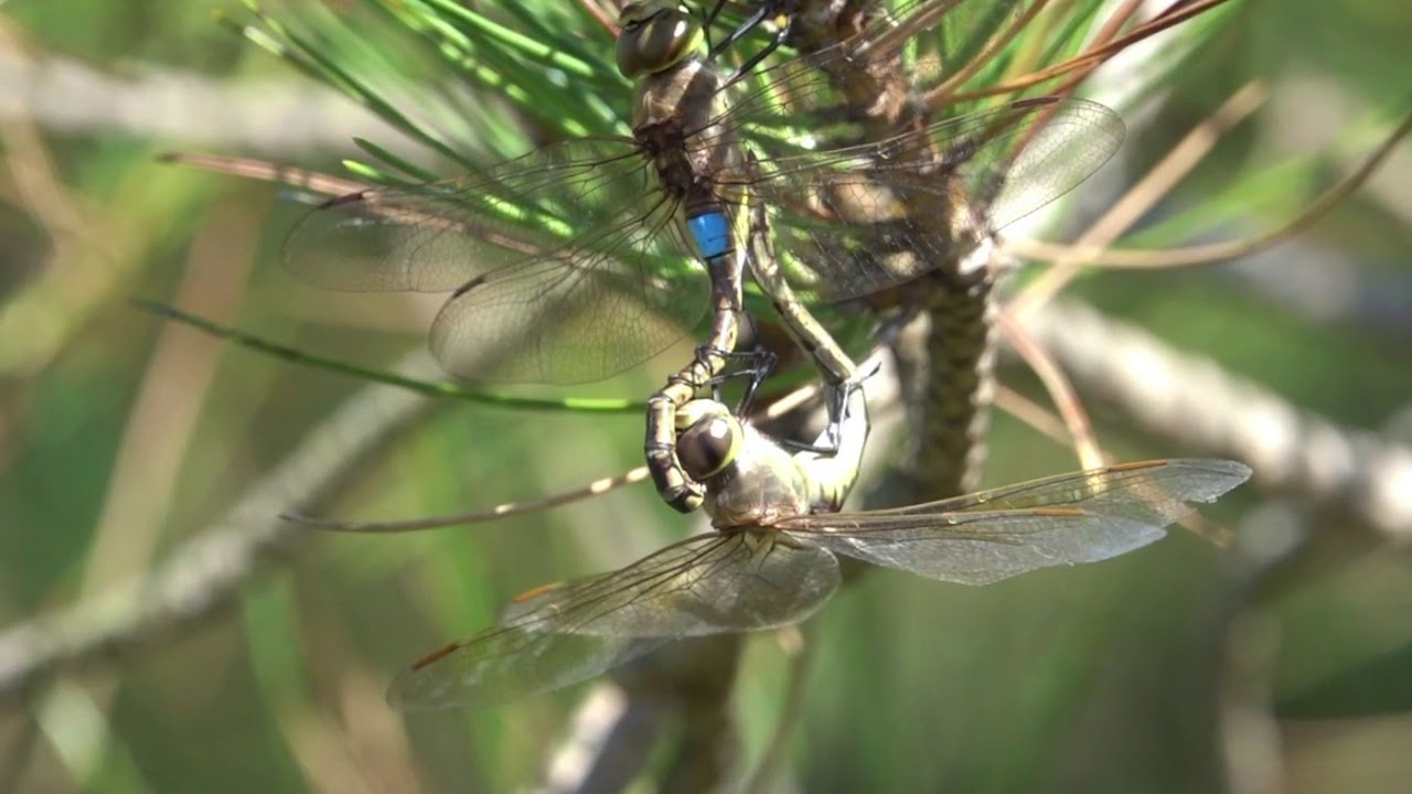 Vagrant Emperor (Anax ephippiger) a pair in cop - YouTube