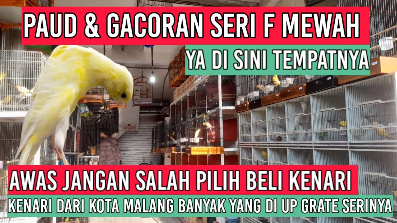 STOK KENARI PAUD & GACORAN MEWAH - MEWAH #kenari #kenarigacor # ...