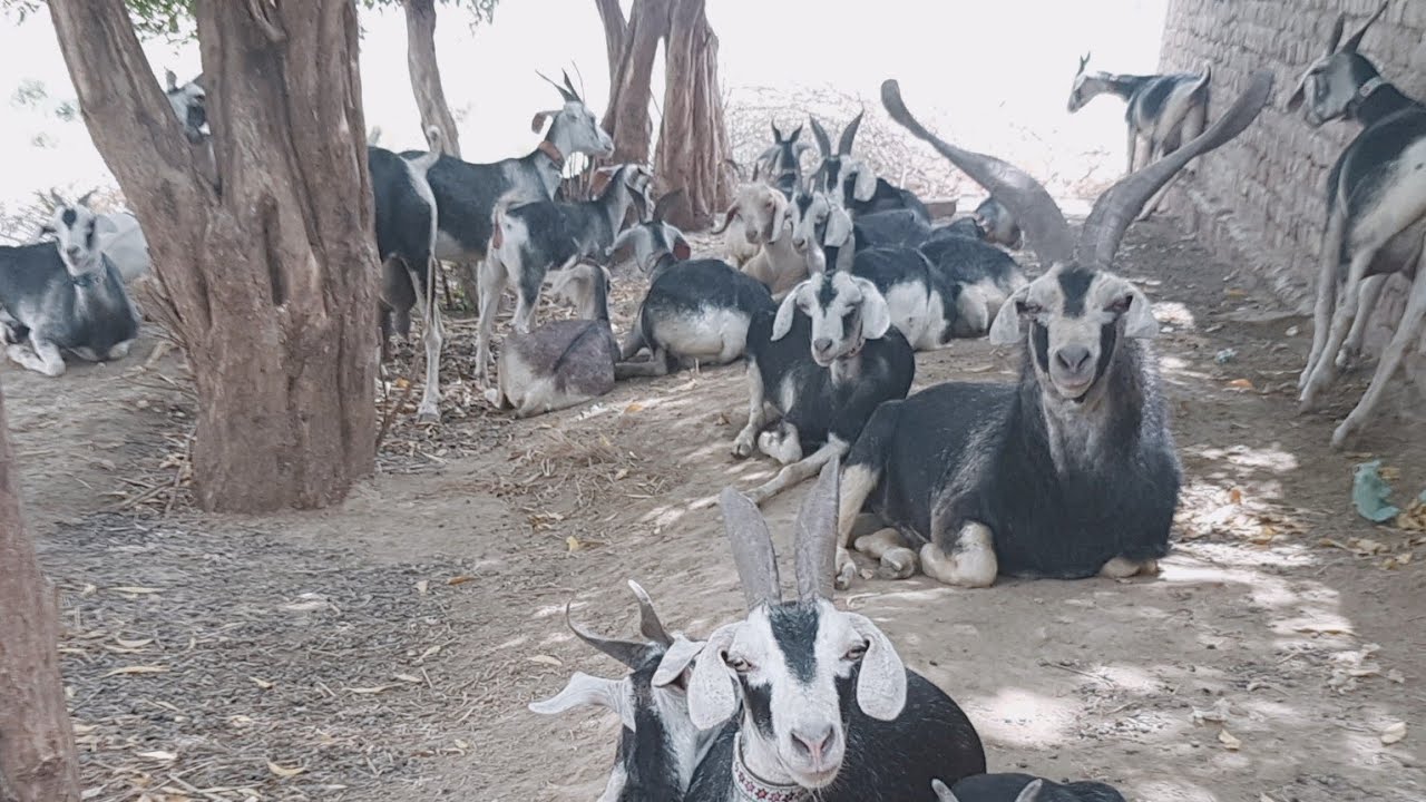 Antique Tapri Goats - YouTube
