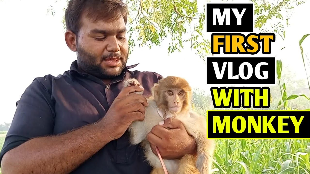 My First Vlog With Monkey 🐒 || small monkey vlogs || Monkey paaro vlogs ...
