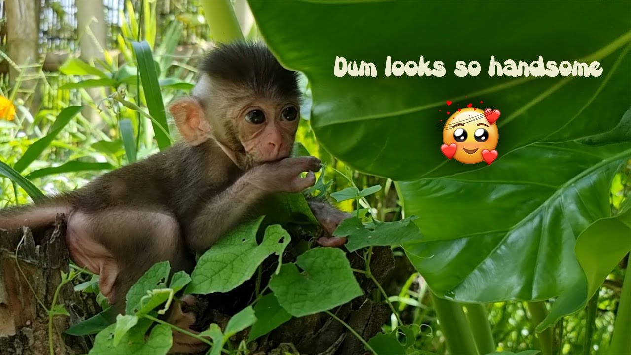 Wow every body says Dum is a handsome dude - YouTube