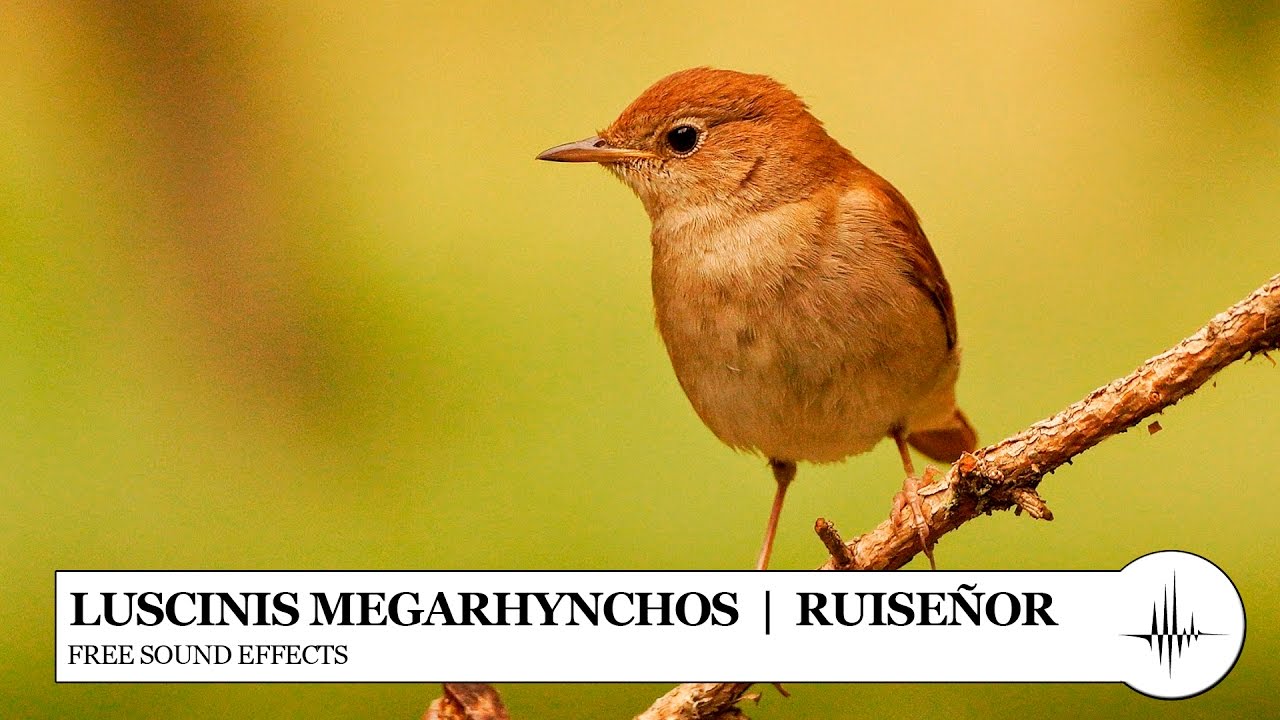 Ruiseñor común - Efectos de Sonido HD - YouTube