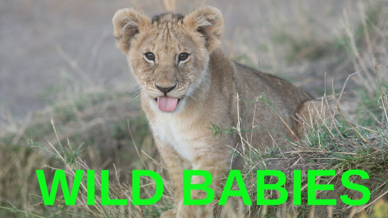 Wild Babies - Amazing World Of Young Animals | Baby Animals - YouTube