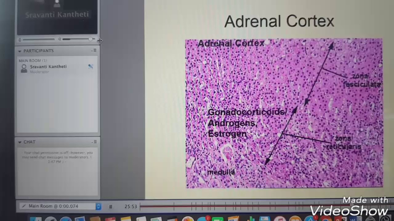 The Endocrine System Histology part 2 - YouTube