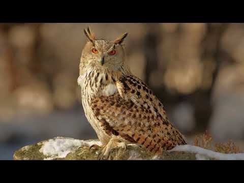 Avrupa Kartal Baykuş Sesi ( European eagle-owl)