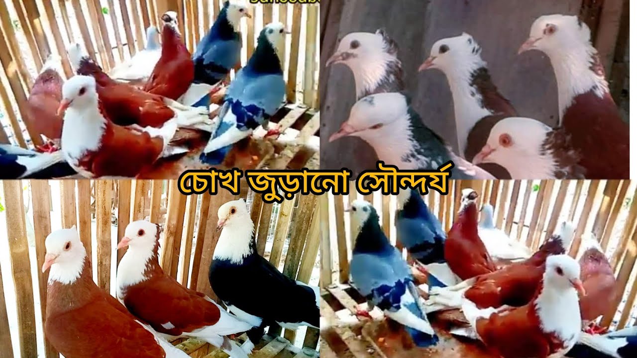 Colouring Deshi Kobutor কালারিং দেশি কবুতর #colouring_golla_kobutor # ...