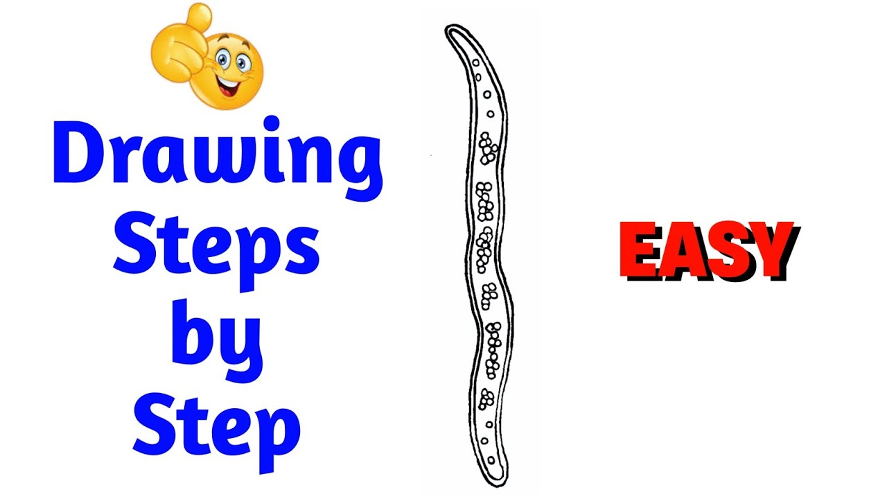 How to draw Xylem tracheids step by step for beginners - YouTube