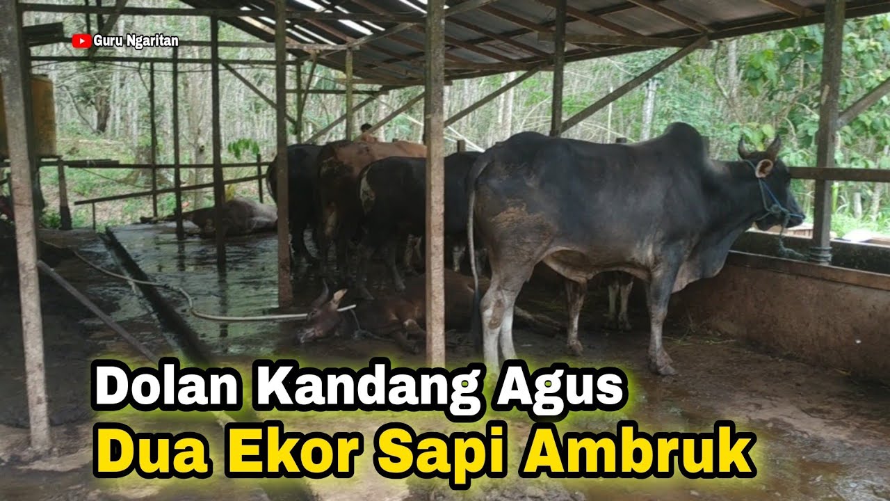 Musibah Lurr Dua Ekor Sapi Ambruk || dolan kandang agus #cow # ...