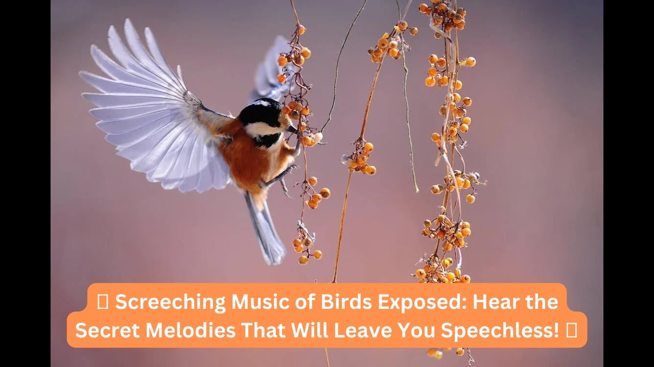 Screeching Music of Birds Exposed: Hear the Secret Melodies That Will ...