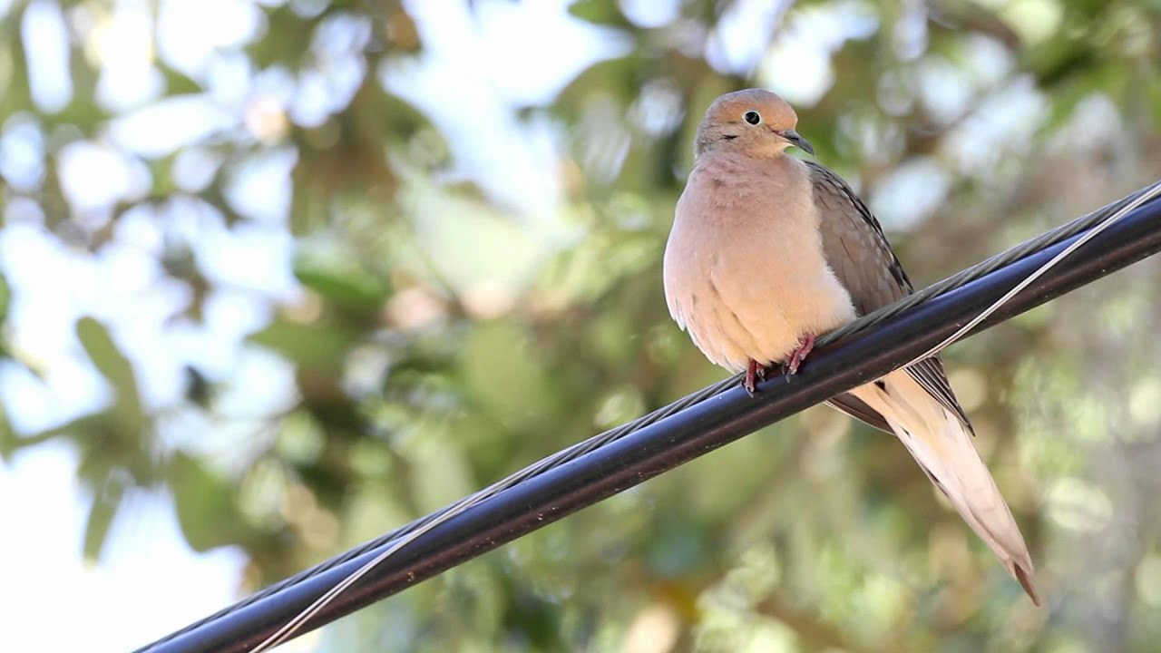 Morning dove - YouTube