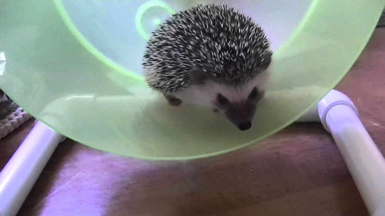 Hedgehog Wheel Experience - YouTube