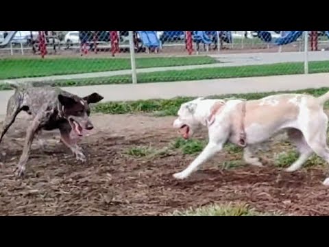 GSP Trolls Pitbull Mix & Chased By Nearly Every Dog At Dog Park - YouTube