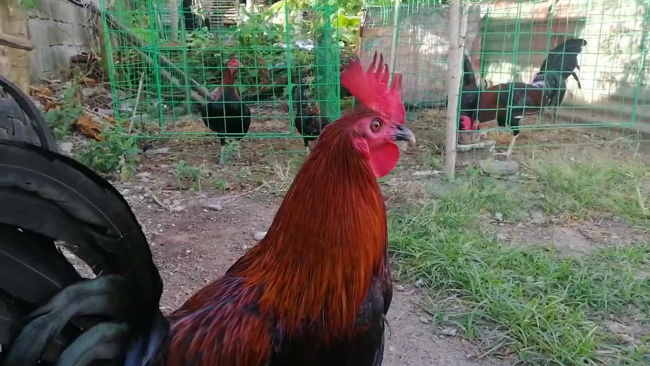 Melsim Black - YouTube