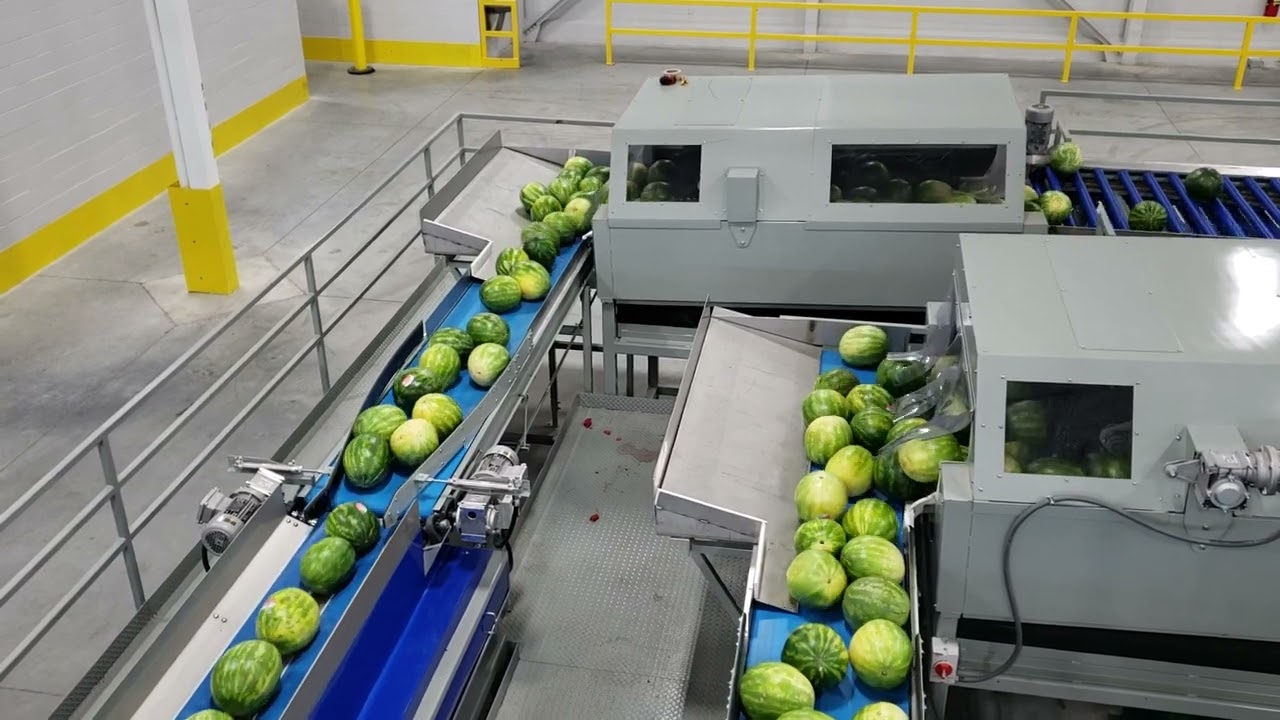 Exeter Engineering Watermelon Sorting - YouTube