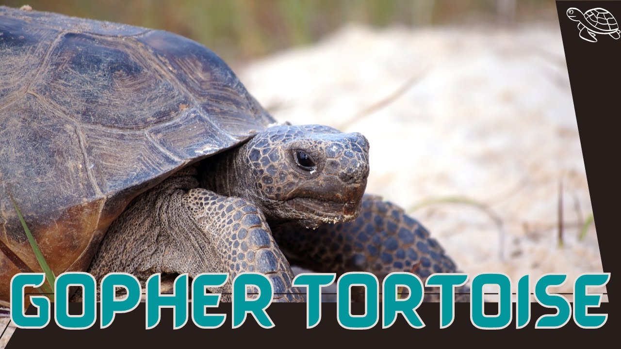 We Need to Talk About GOPHER TORTOISES! (Gopherus polyphemus) 🐢🐢🐢 - YouTube