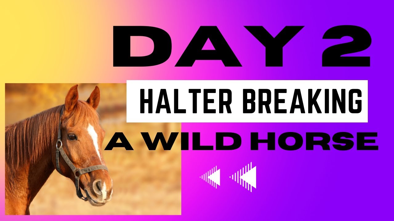 Halter training a wild horse day 2 - YouTube