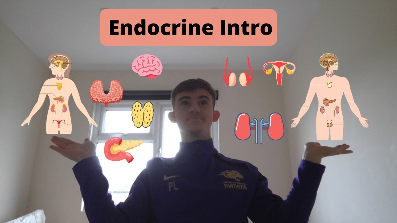 How Do Hormones Work Youtube