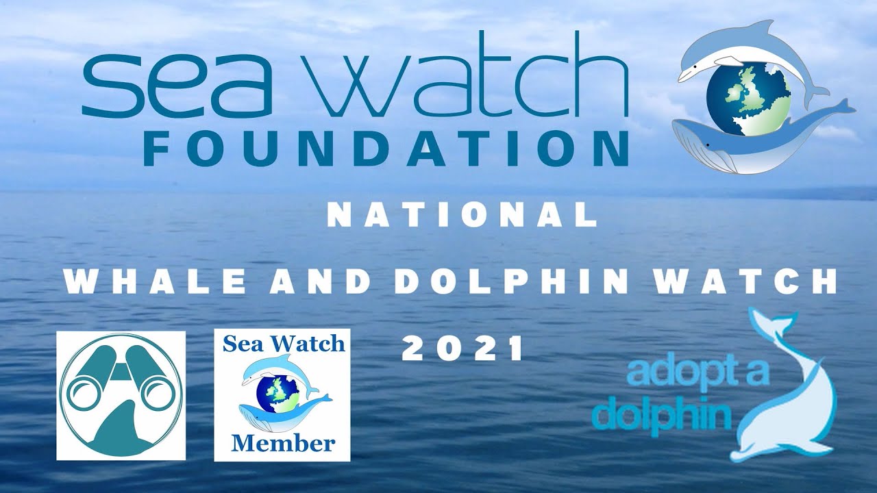 National Whale and Dolphin Week - Seawatch Foundation - YouTube