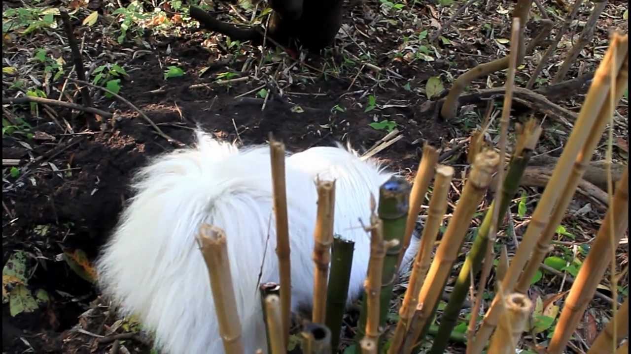 grote witte keeshond - YouTube