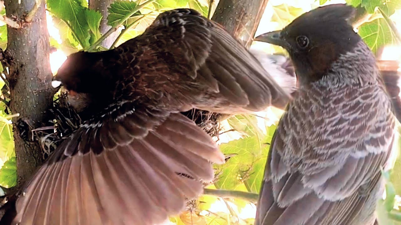 Nightingale bulbul feeding chicks and cleaning them and nest ...