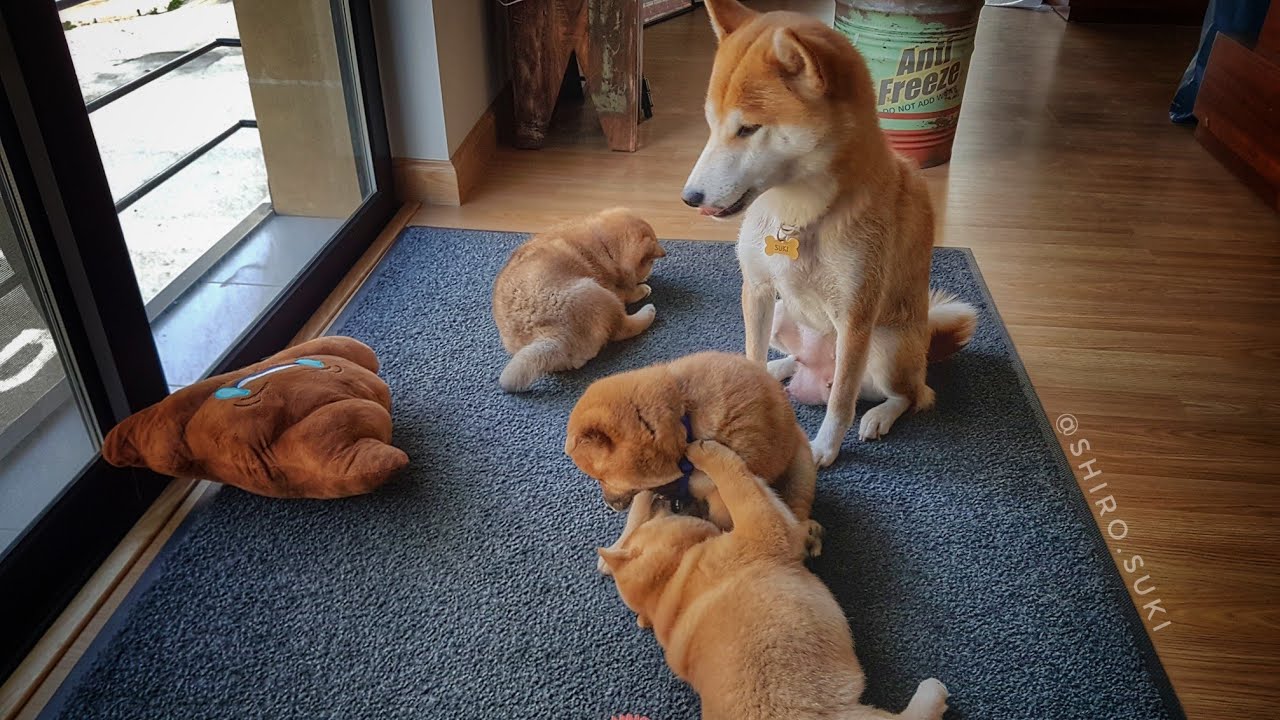 Kyuut potats playing - My life is potato. Ep 44 / Shiba Inu puppies ...