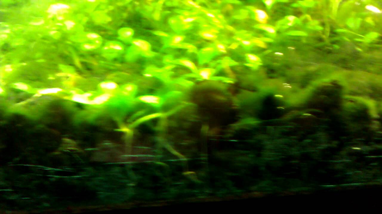 What are these tiny looking bugs in my tank? - YouTube
