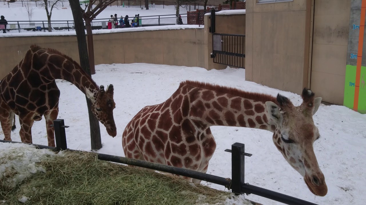 Giraffes in Snow Country - YouTube