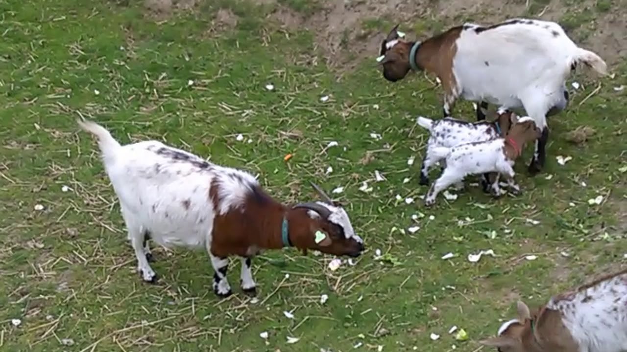 2 geiten bevallen van een drieling - YouTube