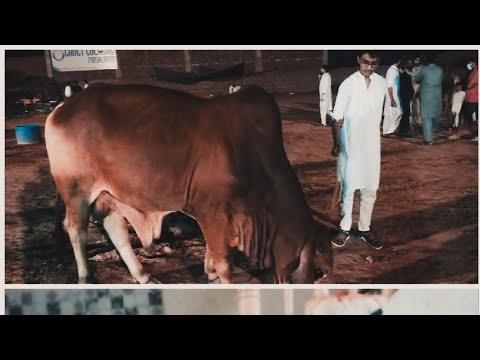 Eid first day vlog. Cow or bakry ko zibah kar diya😔 - YouTube