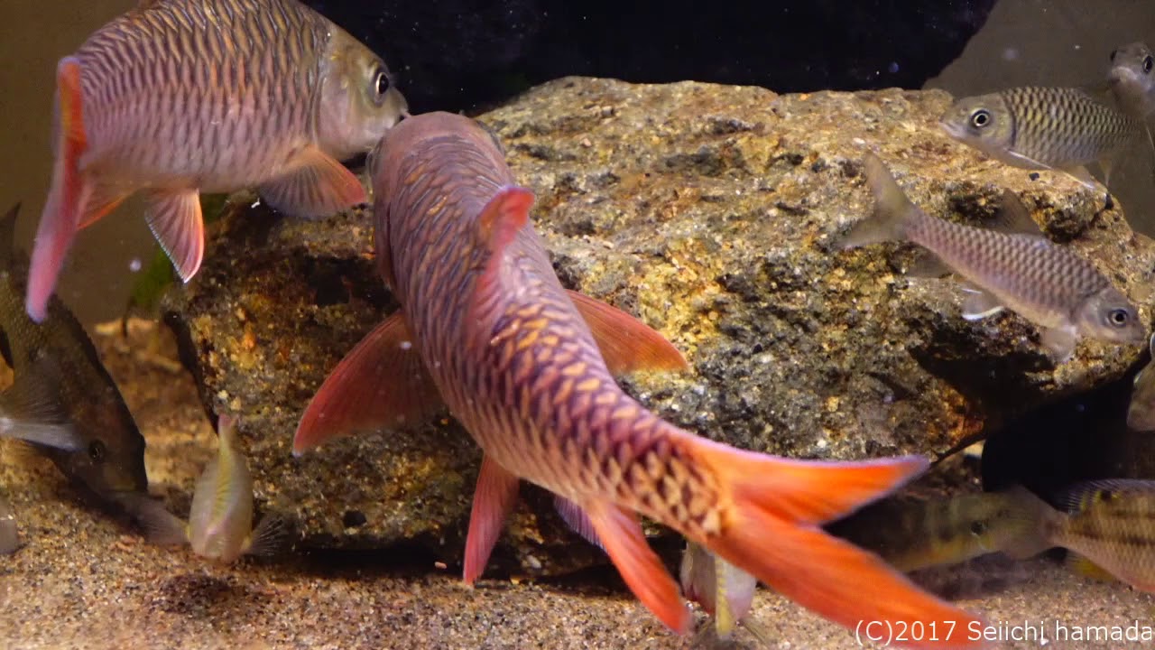 Super Red Mahseer (Tor tamboroides) - YouTube