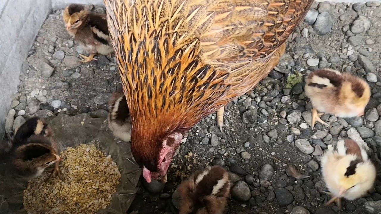 Cute ng mga Sisiw - YouTube