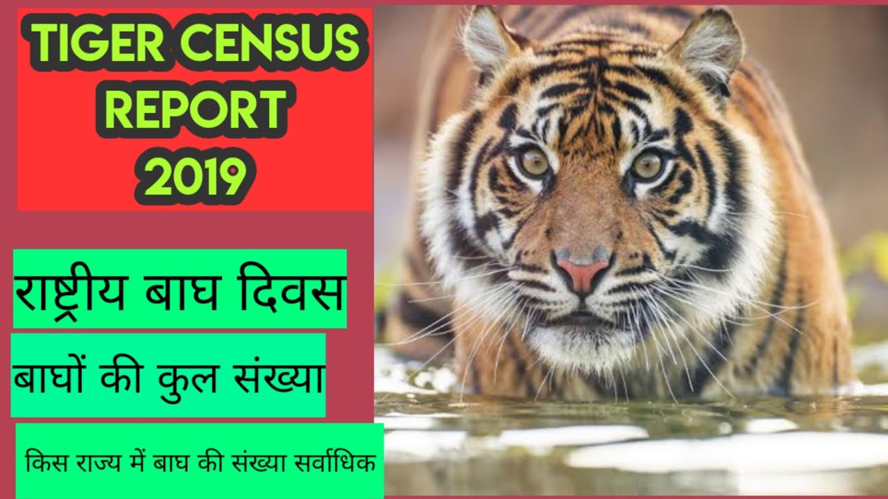 टाइगर Census रिपोर्ट (2019) //tiger number in india //International ...