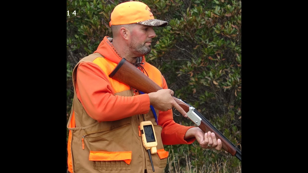 Skyview's Beagles Rabbit Hunting Nantucket, Massachusetts - YouTube