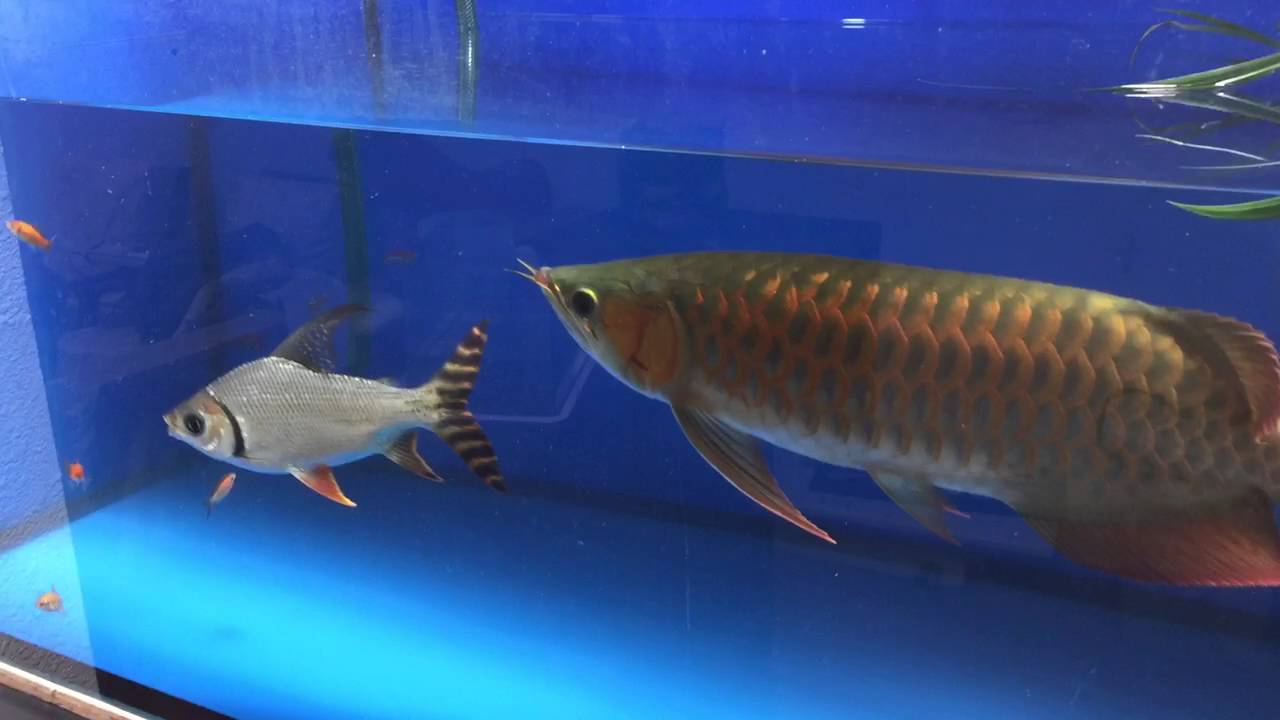 Super red arowana and Fei Feng - YouTube