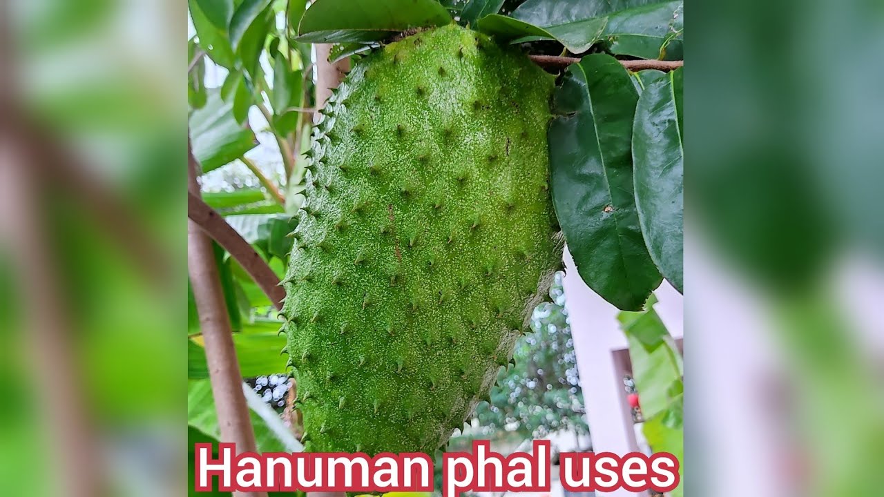 hanuman phal cutting and uses - YouTube