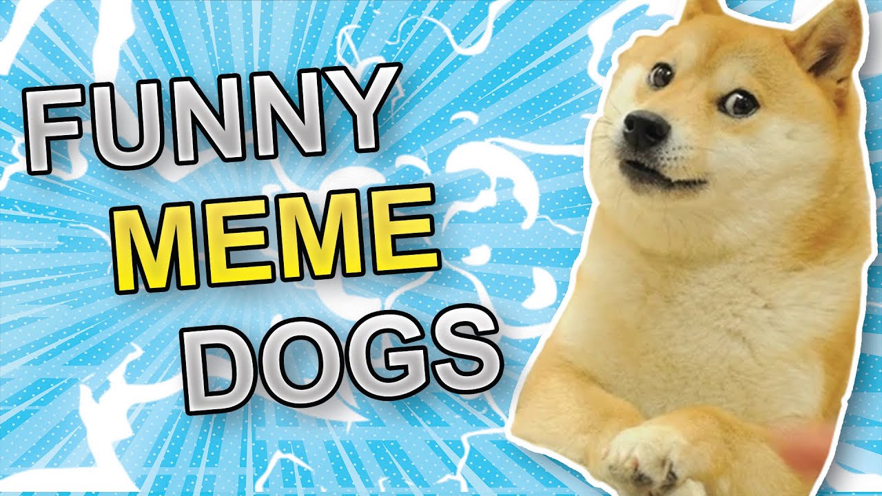 😂SUPER FUNNY Meme Dog Compilation😂 | MUST WATCH! - YouTube