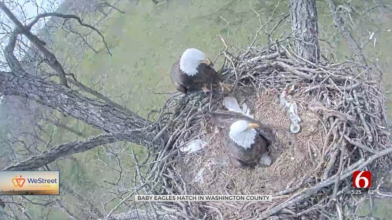 Live Camera Helps Sutton Avian Research Center Monitor Baby Eagles ...