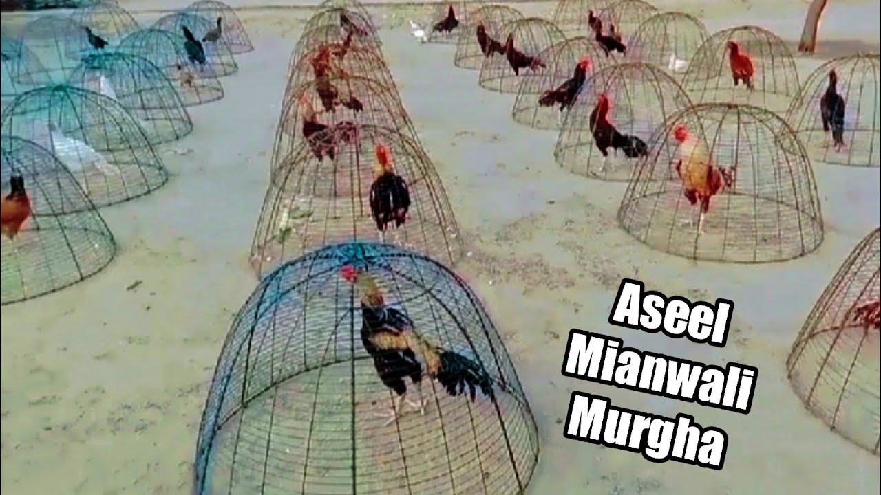 Aseel Mianwali high quality murgha - YouTube
