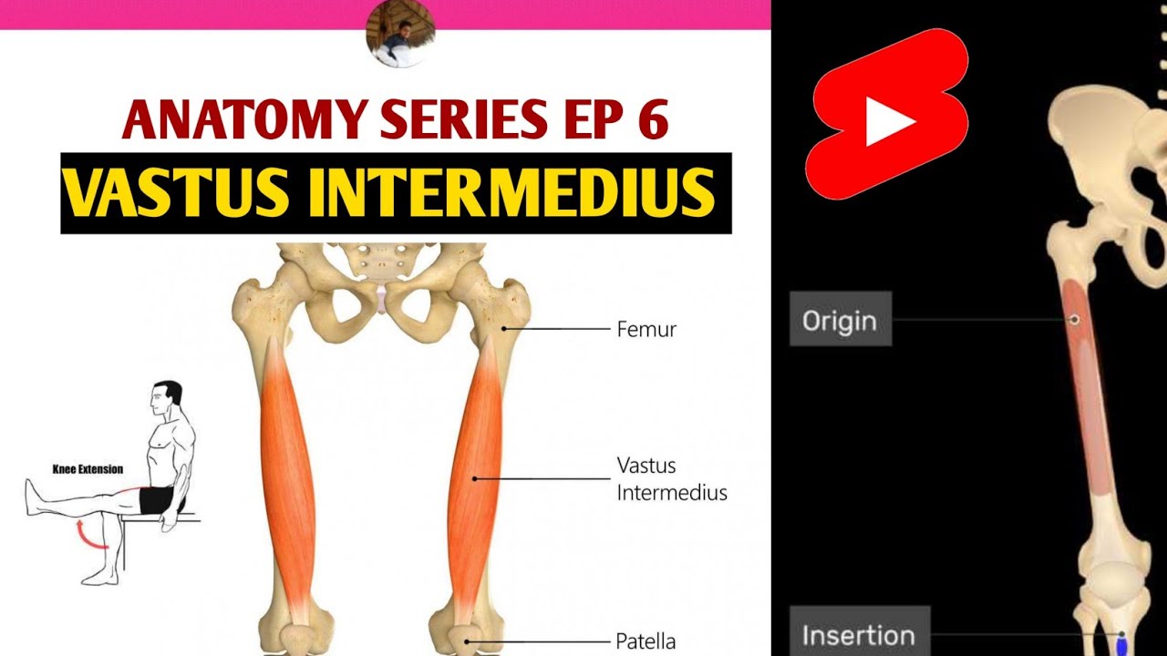 VASTUS INTERMEDIUS muscle's origin, insertion, nerve supply and action ...