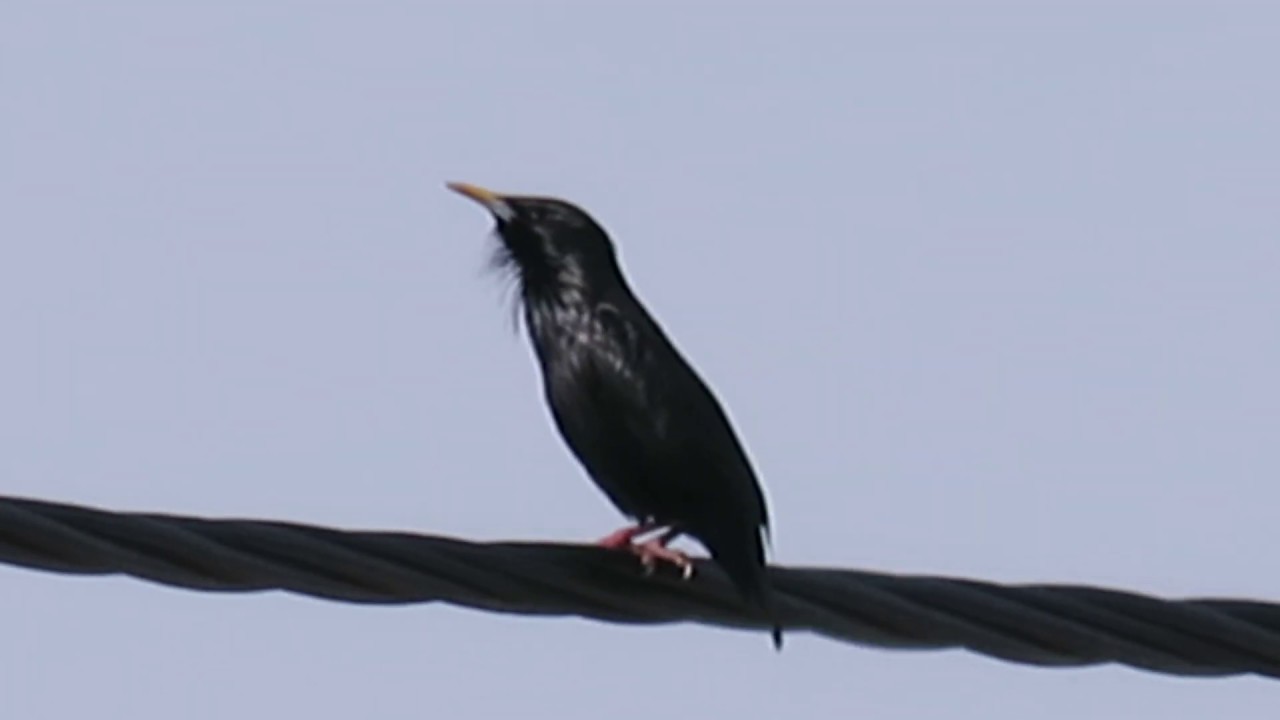 Estorninho-preto (Sturnus unicolor) a cantar num fio elétrico - YouTube